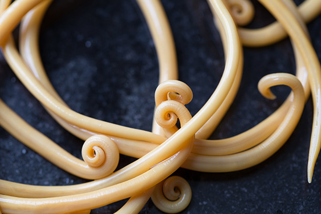 Cosa sono gli Ossiuri - SapereSalute