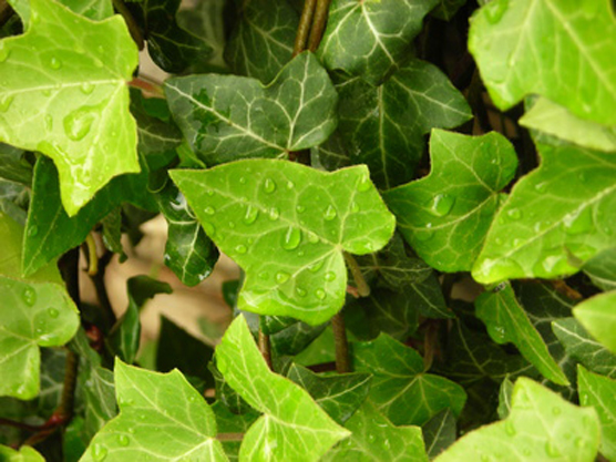 Edera - SapereSalute